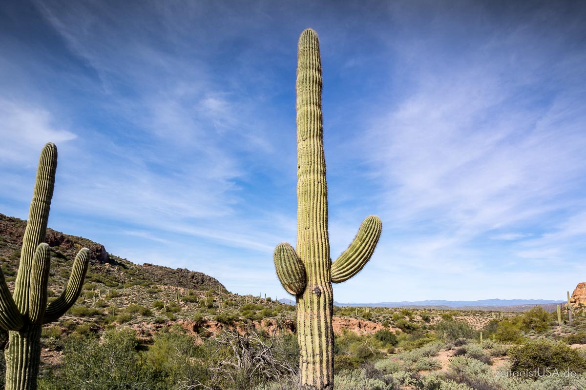 Saguaro Nationalpark in Arizona | USA Reisen + Tipps