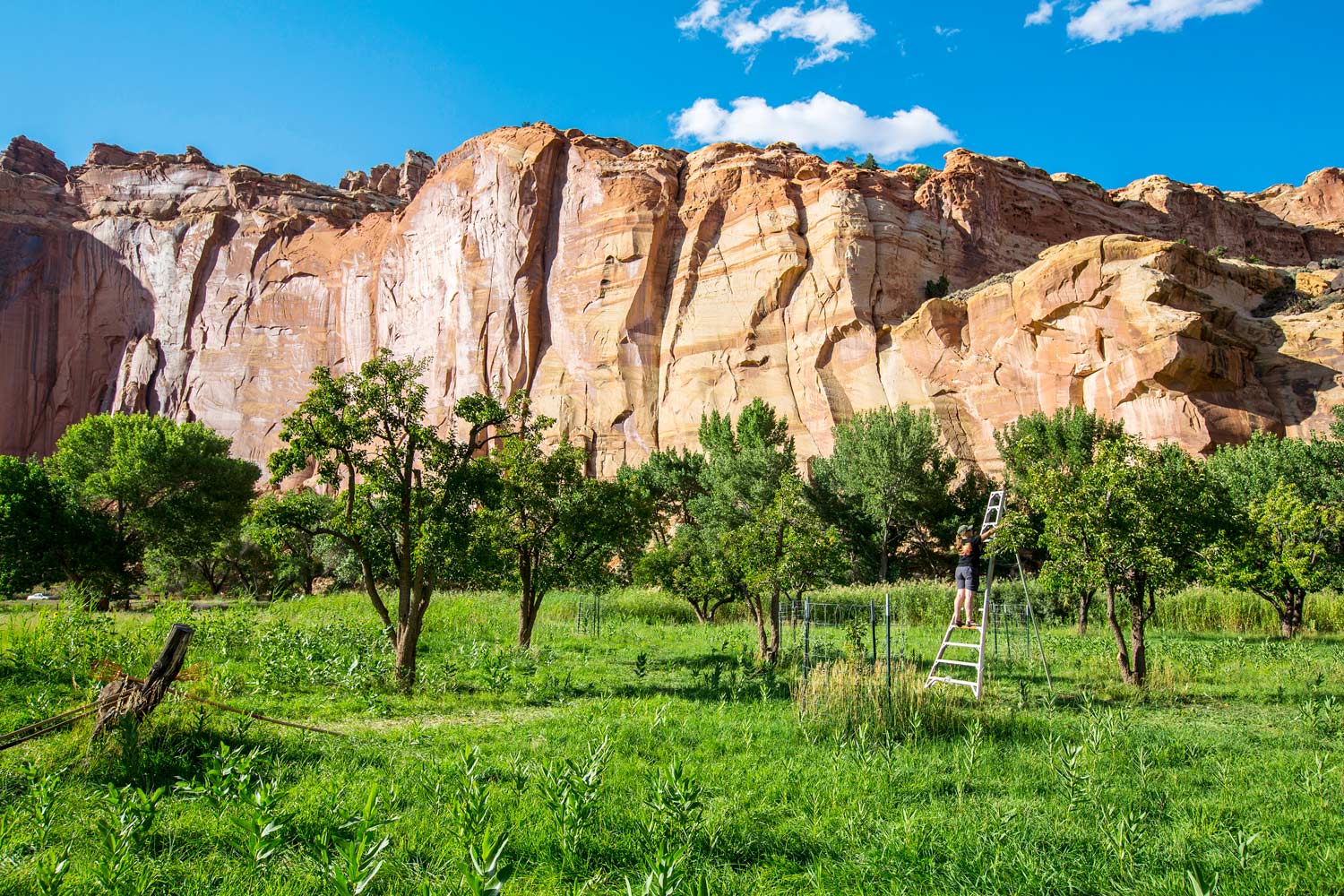 Capitol Reef Nationalpark, Utah | USA Reisen + Tipps